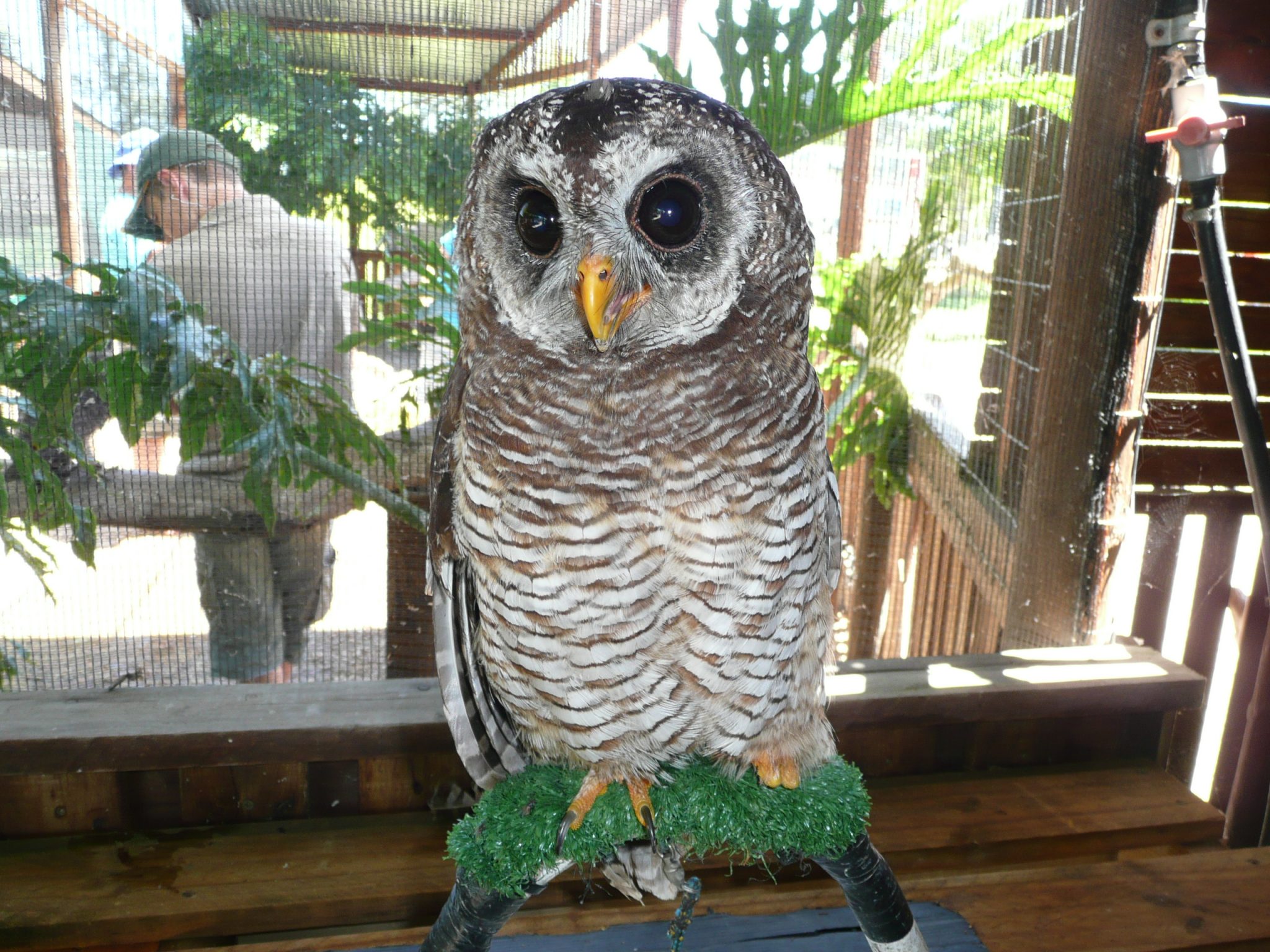 Eagle Encounters - Sightseeing Scientist