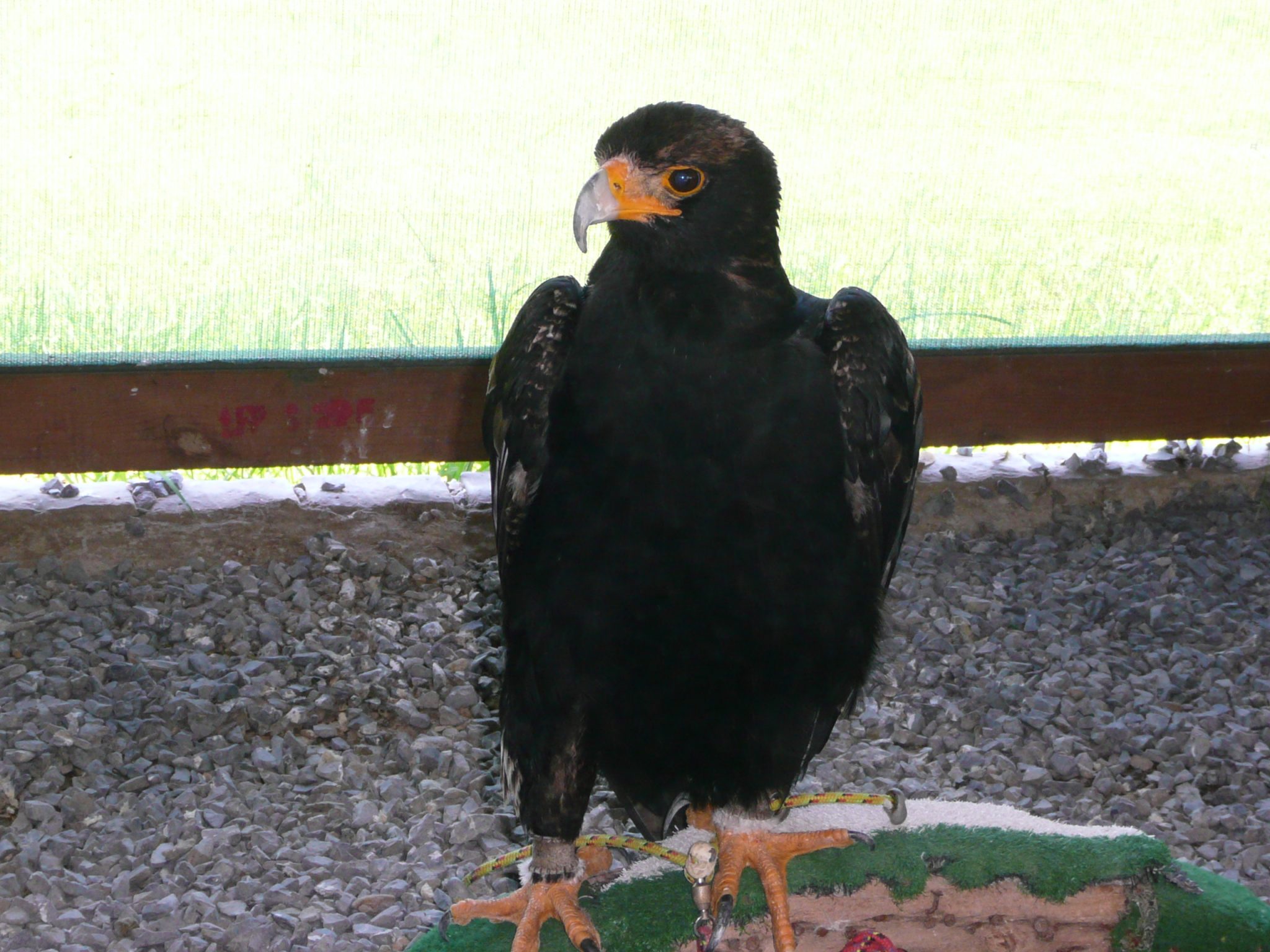 Eagle Encounters - Sightseeing Scientist