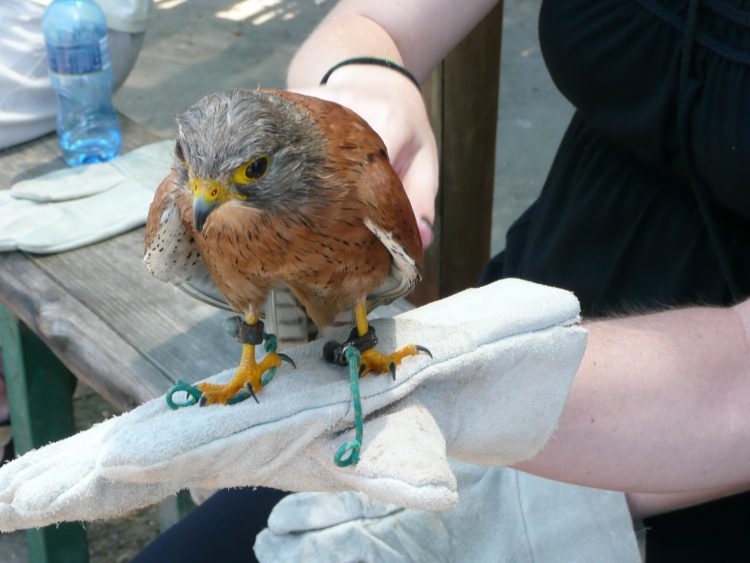 Eagle Encounters - Sightseeing Scientist