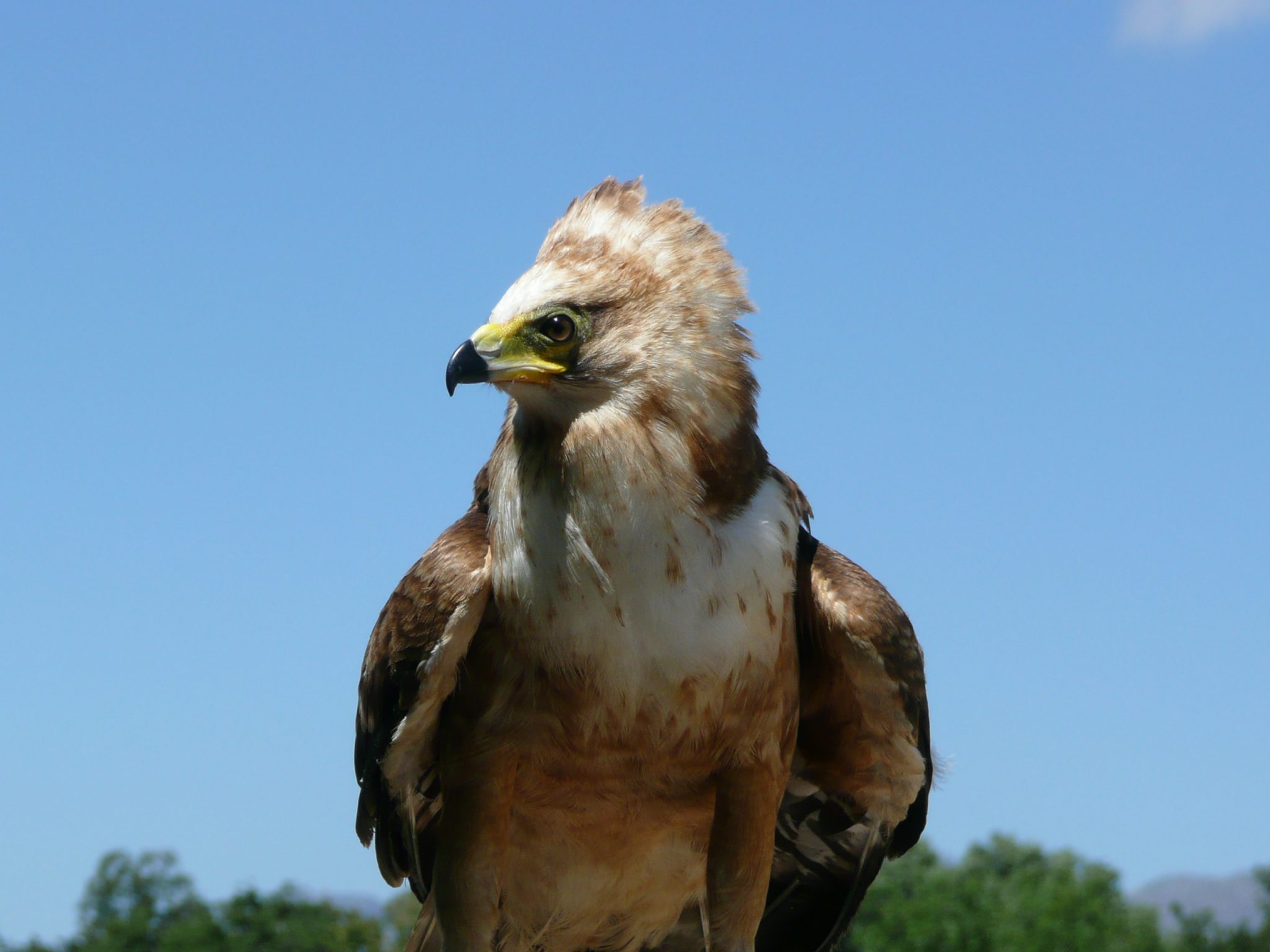 Eagle Encounters - Sightseeing Scientist