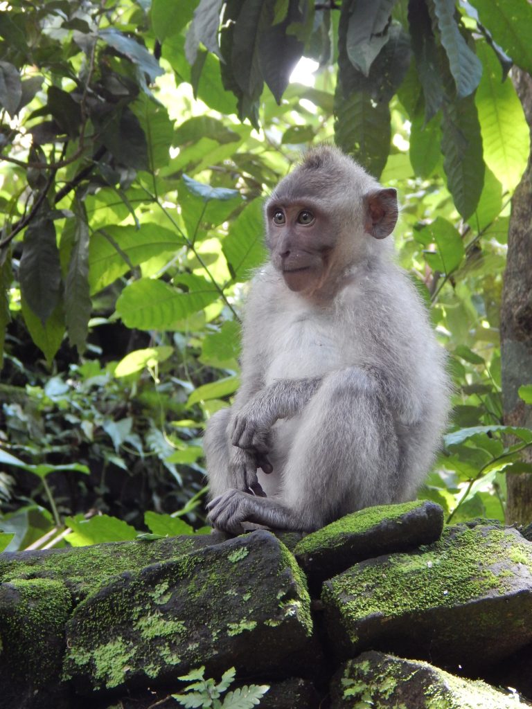 Postcards from Abroad: The Animals of Indonesia - Sightseeing Scientist
