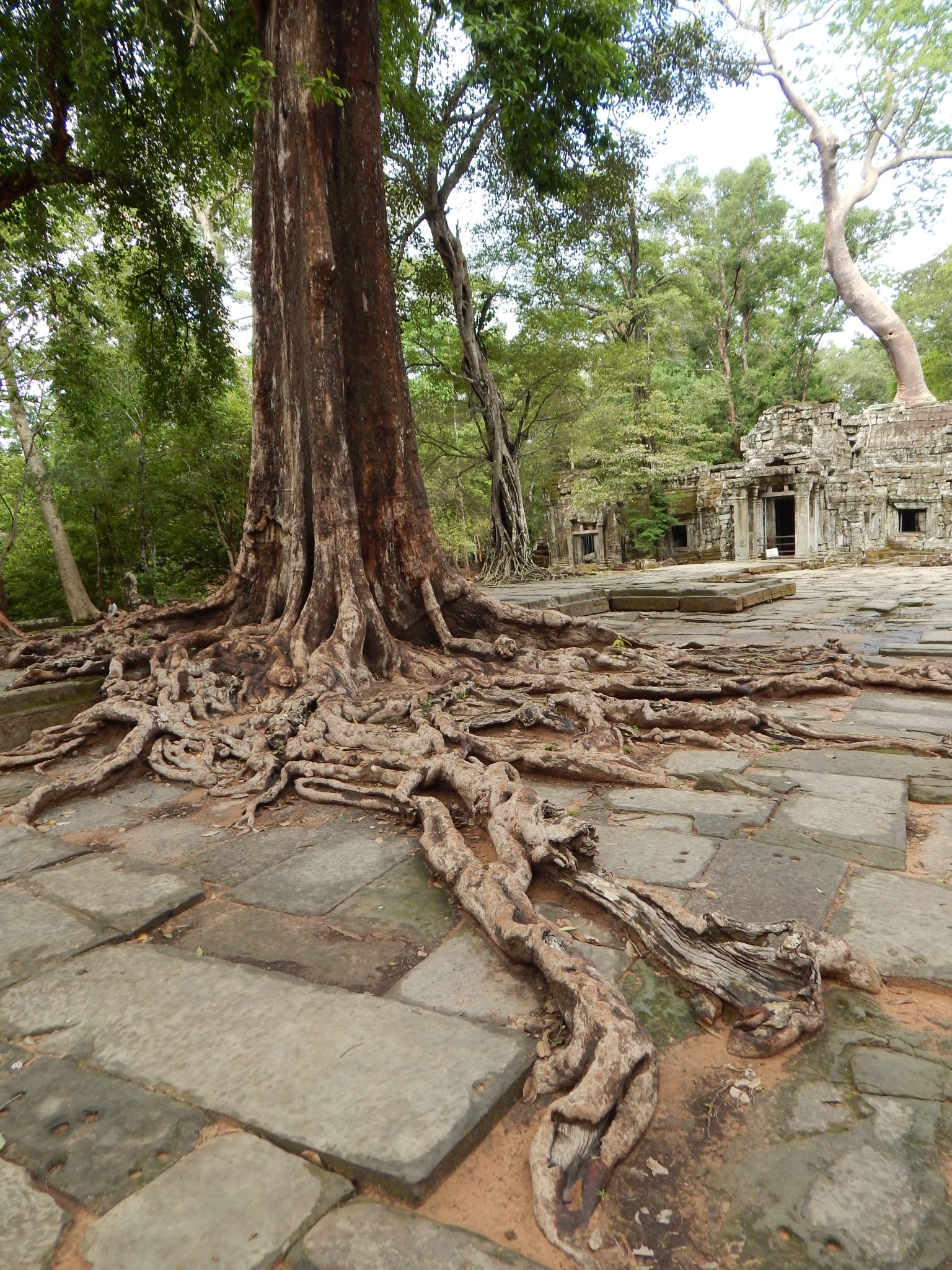 Exploring Ta Prohm – My favourite Angkor Temple - Sightseeing Scientist