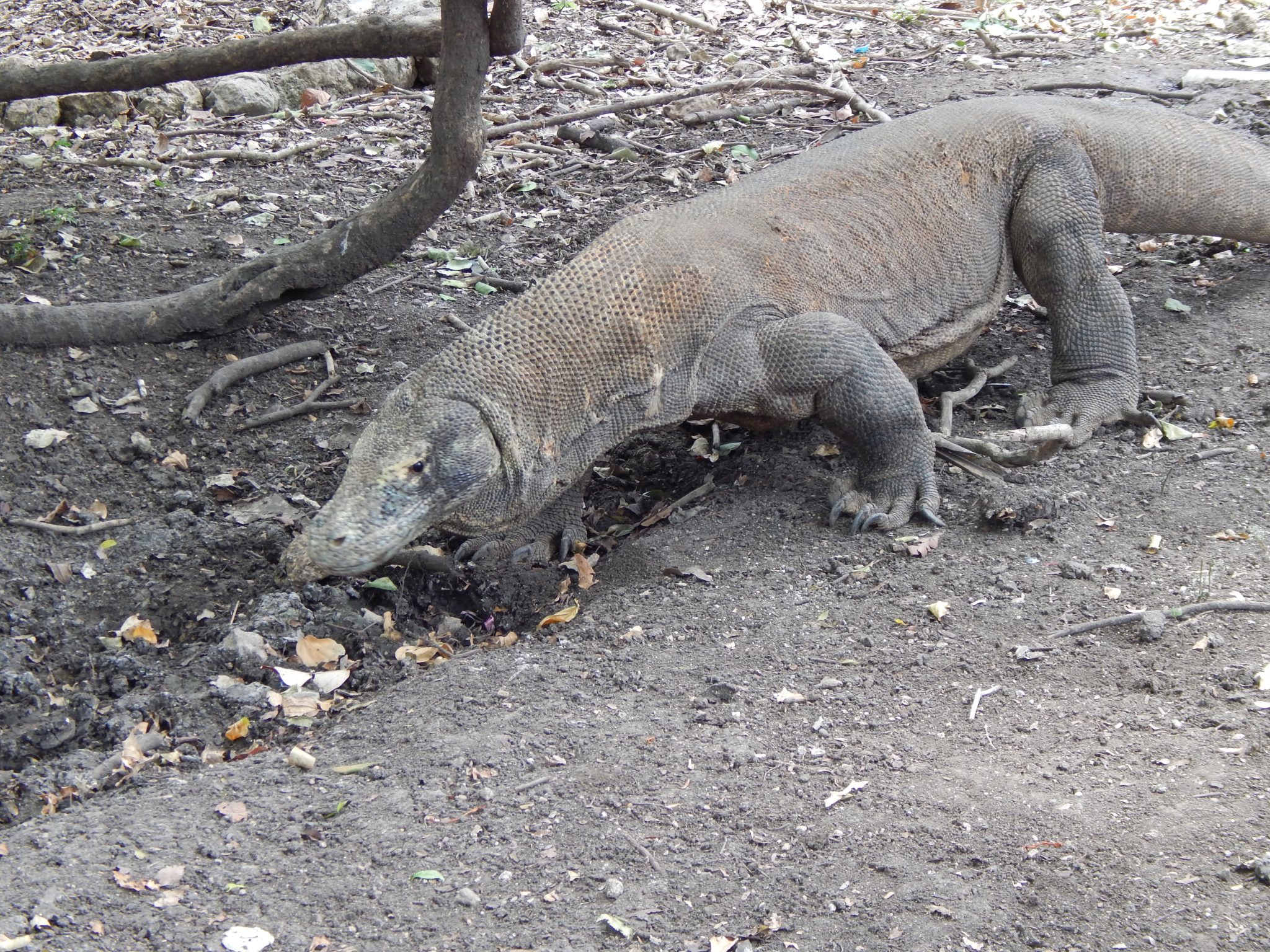 Exploring Komodo National Park - Sightseeing Scientist