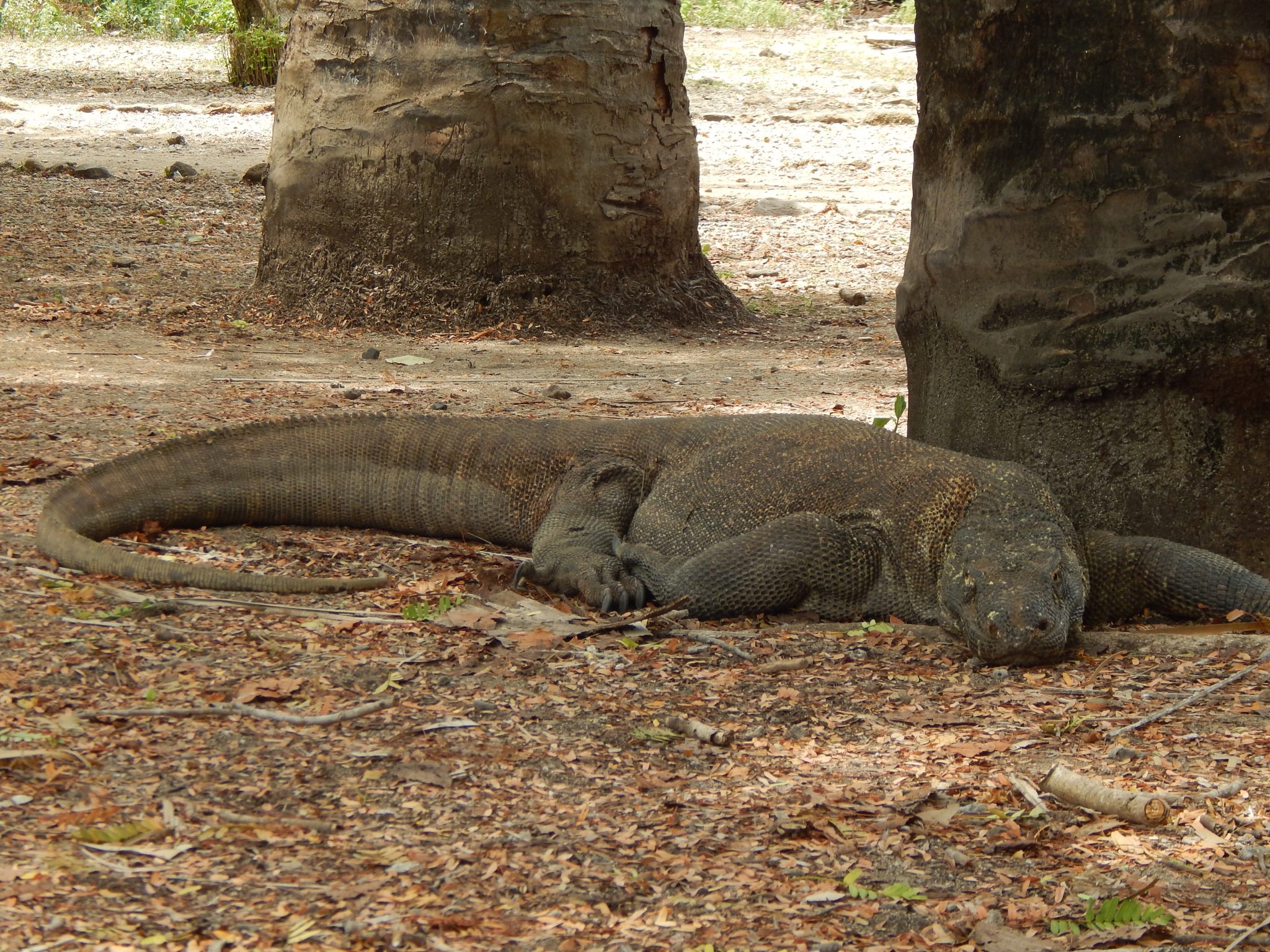 Exploring Komodo National Park - Sightseeing Scientist