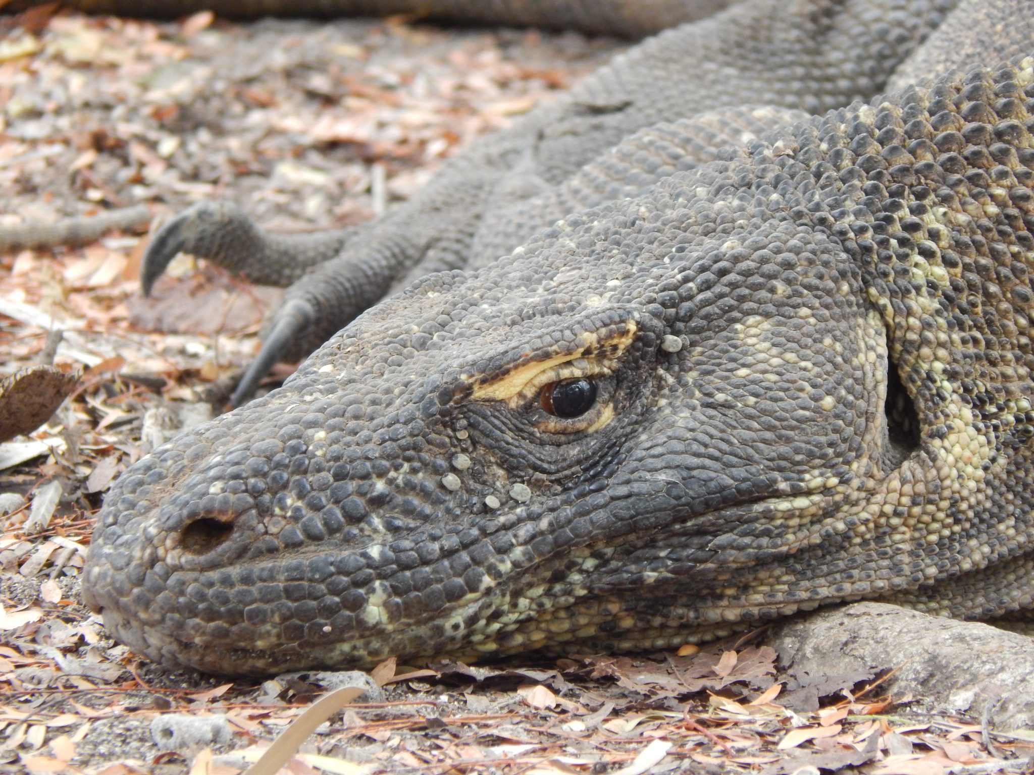 Postcards from Abroad: The Animals of Indonesia - Sightseeing Scientist