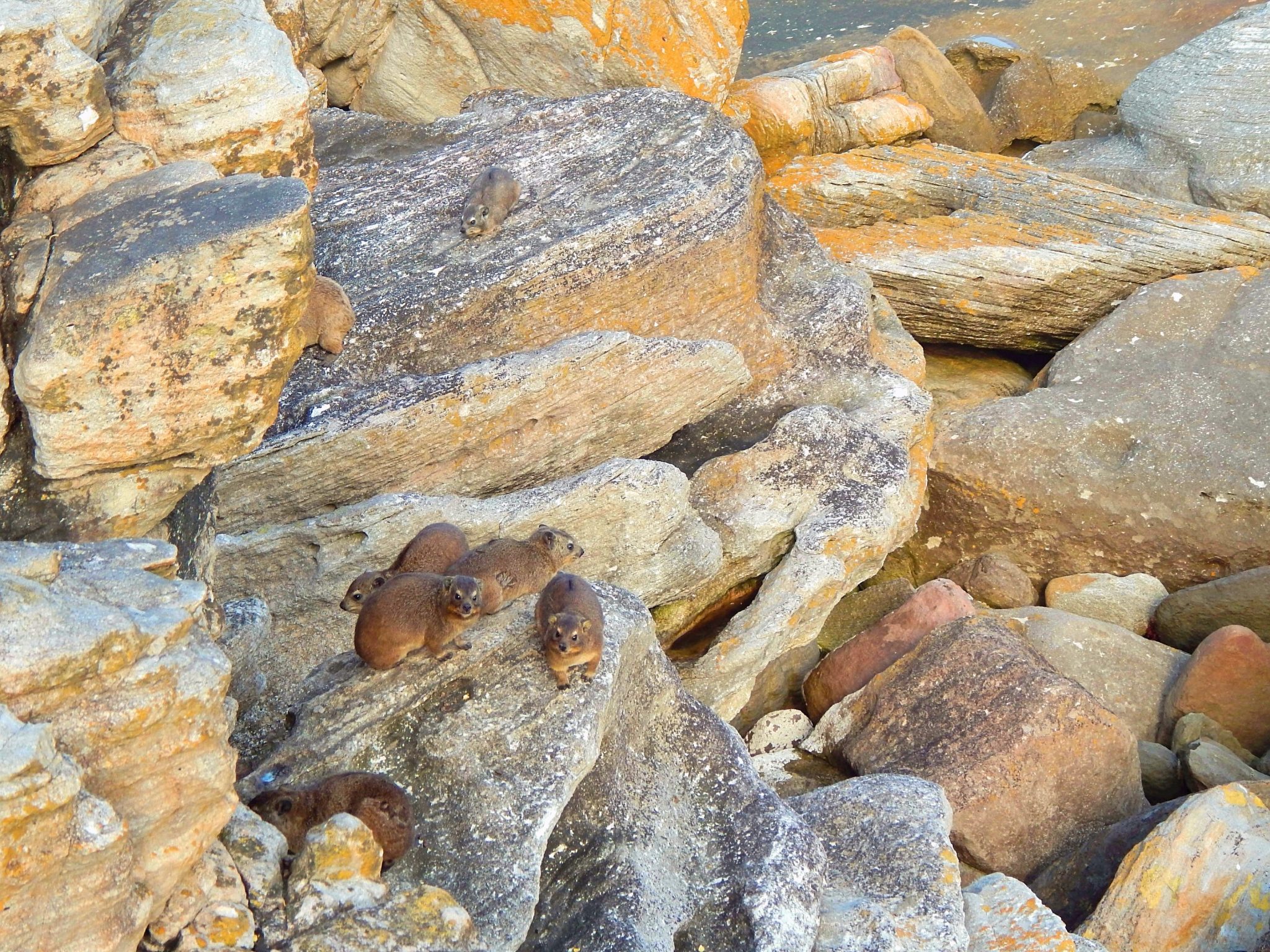 Meet the Dassie! - Sightseeing Scientist