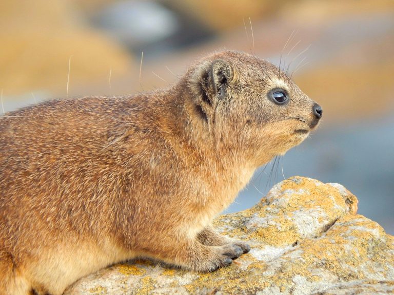 Meet the Dassie! - Sightseeing Scientist