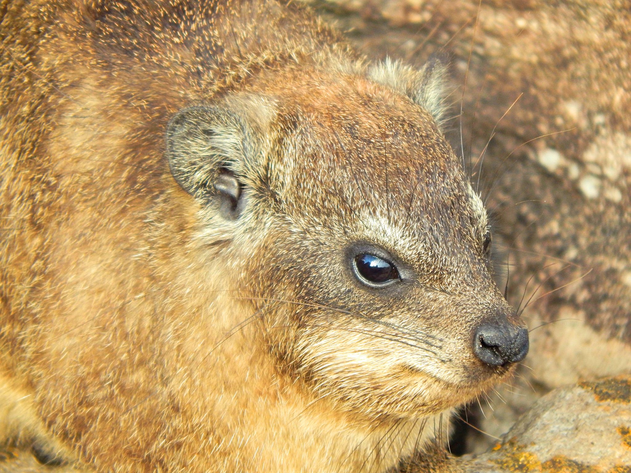 Meet the Dassie! - Sightseeing Scientist