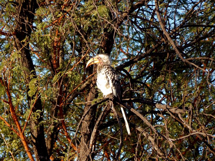 Meet South Africa’s Zazu! - Sightseeing Scientist