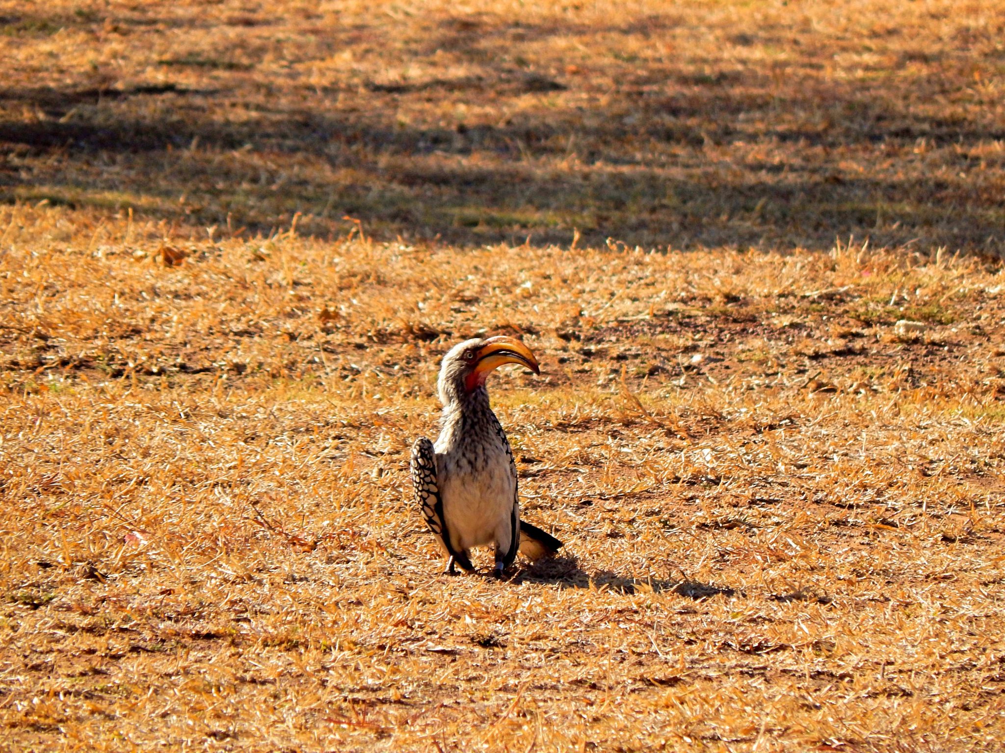 Meet South Africa’s Zazu! - Sightseeing Scientist