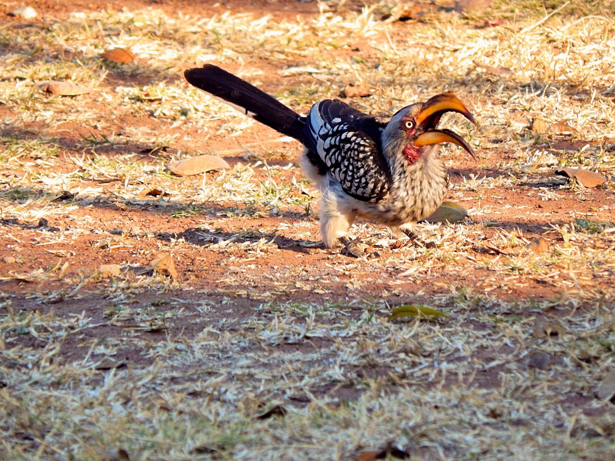 Meet South Africa’s Zazu! - Sightseeing Scientist
