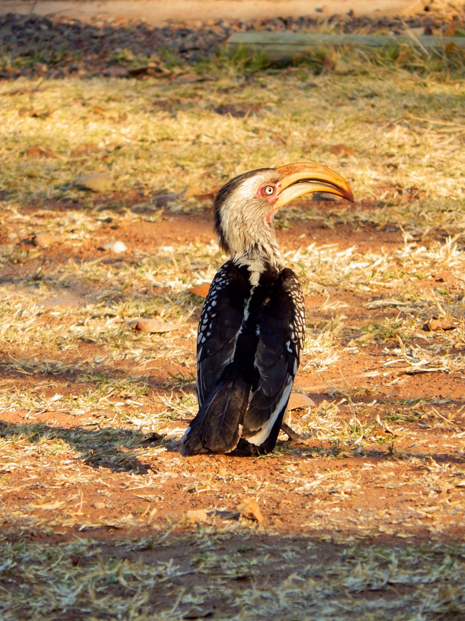 Meet South Africa’s Zazu! - Sightseeing Scientist