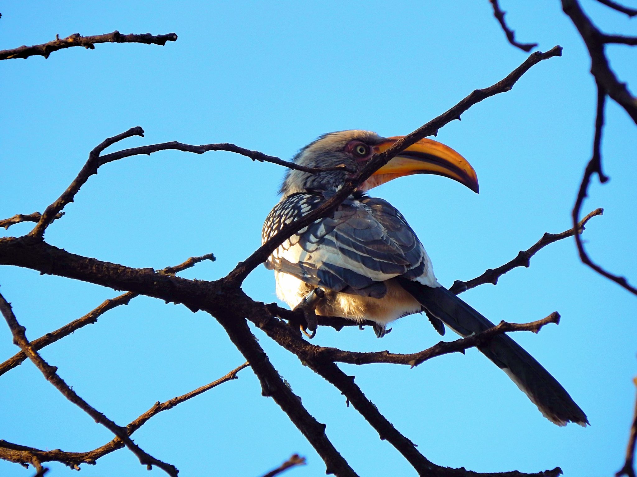 Meet South Africa’s Zazu! - Sightseeing Scientist