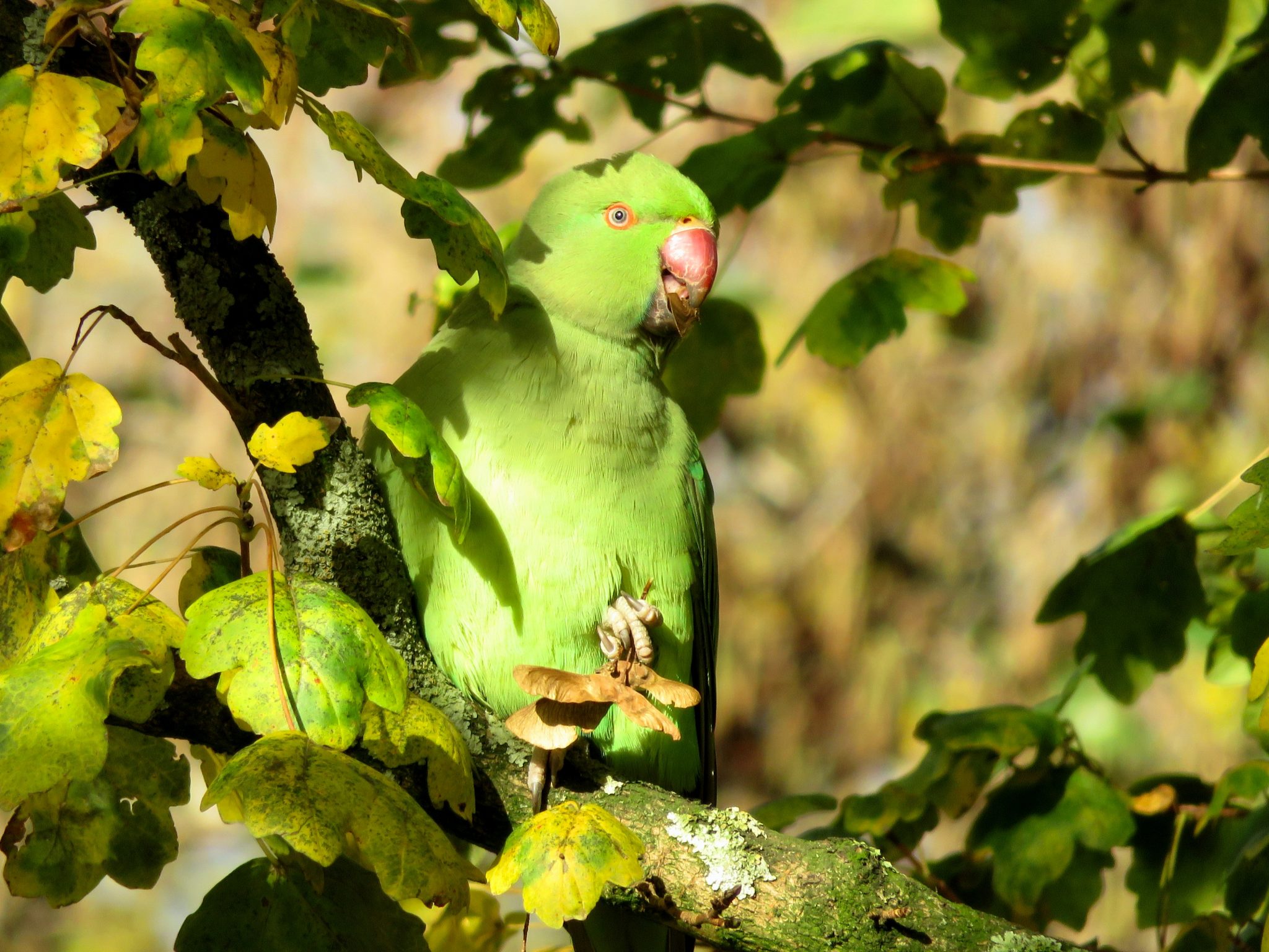 10 interesting facts about Rose-ringed parakeets - Sightseeing Scientist