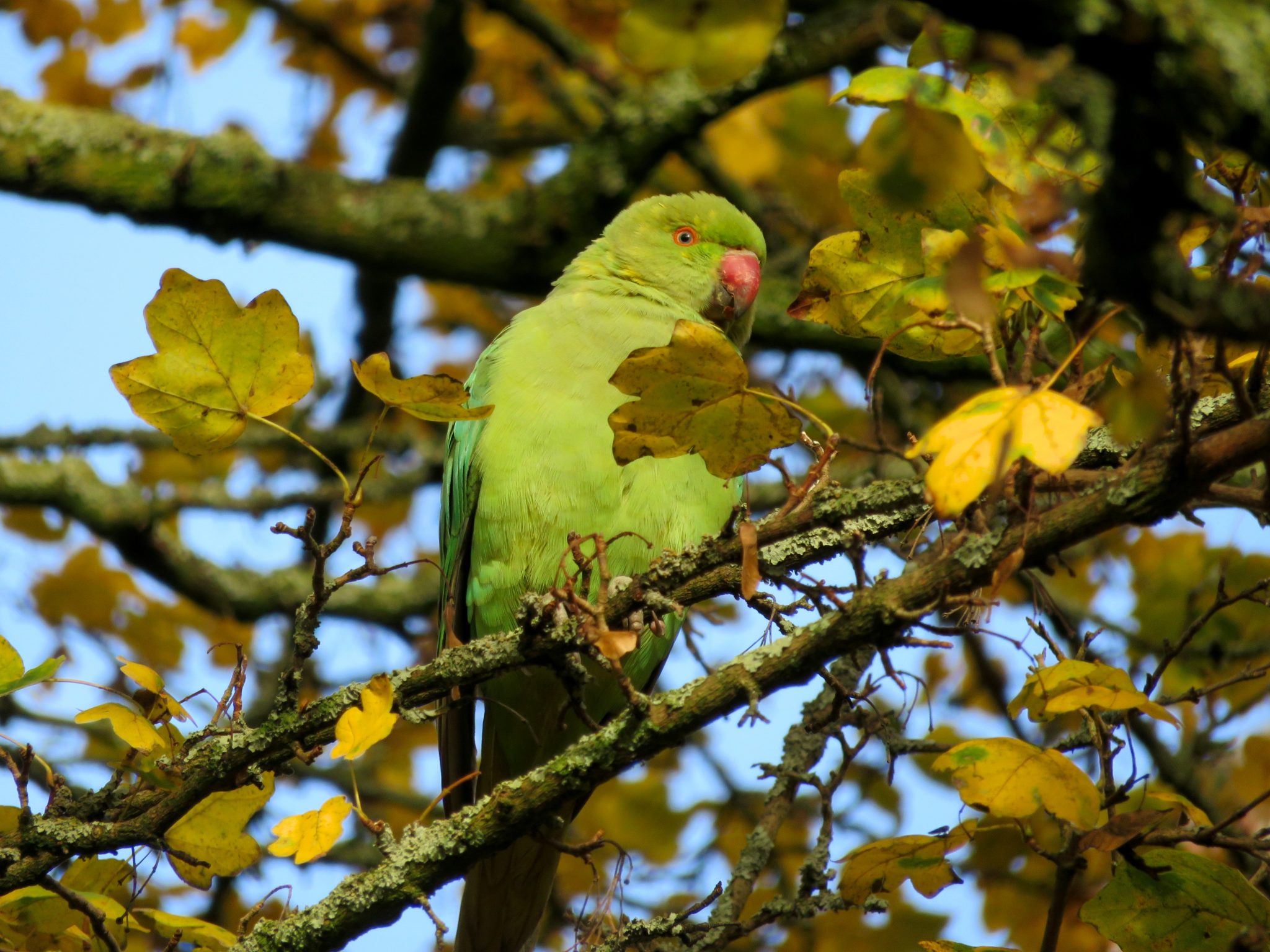 10 interesting facts about Rose-ringed parakeets - Sightseeing Scientist