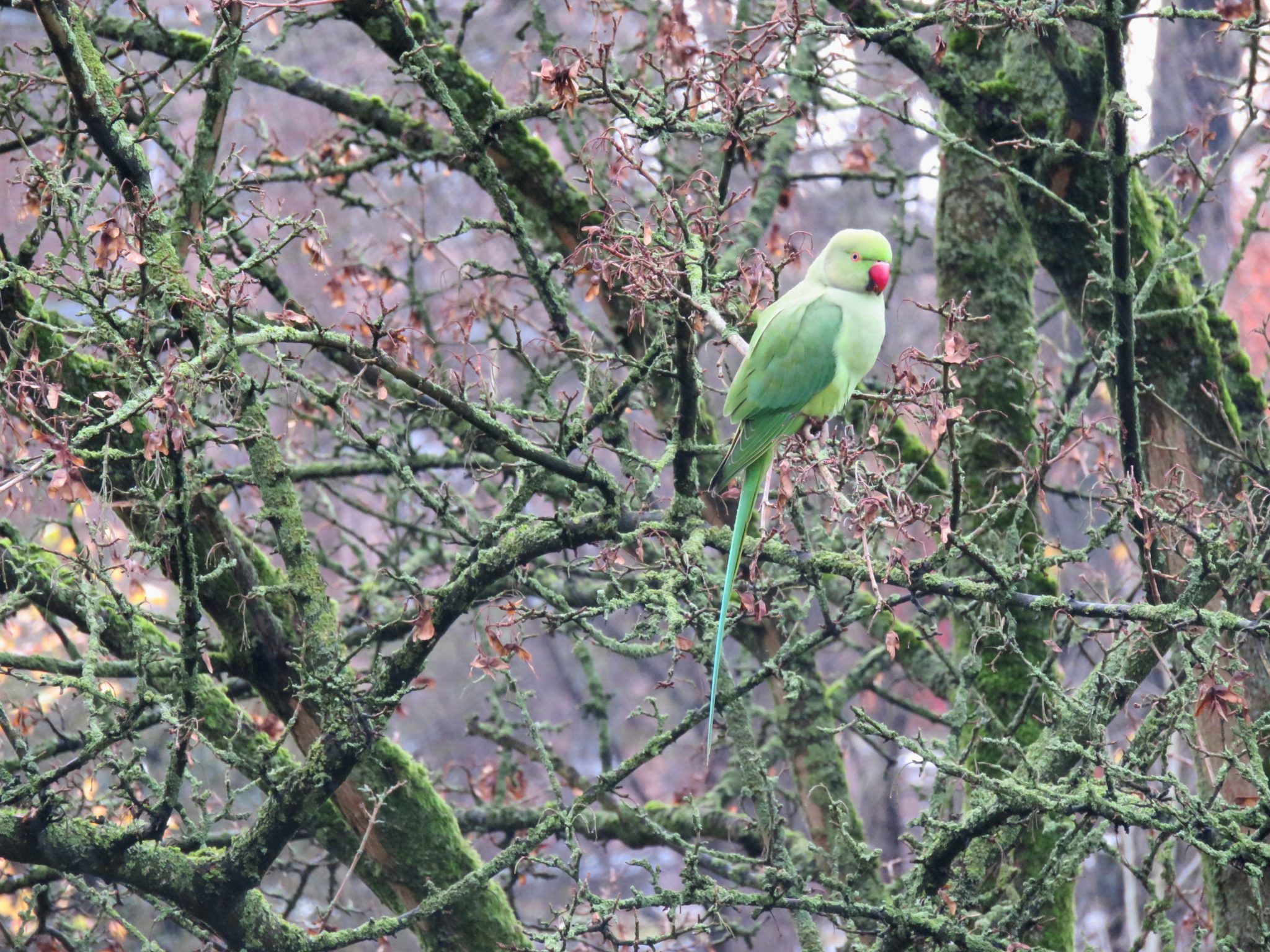 10 interesting facts about Rose-ringed parakeets - Sightseeing Scientist