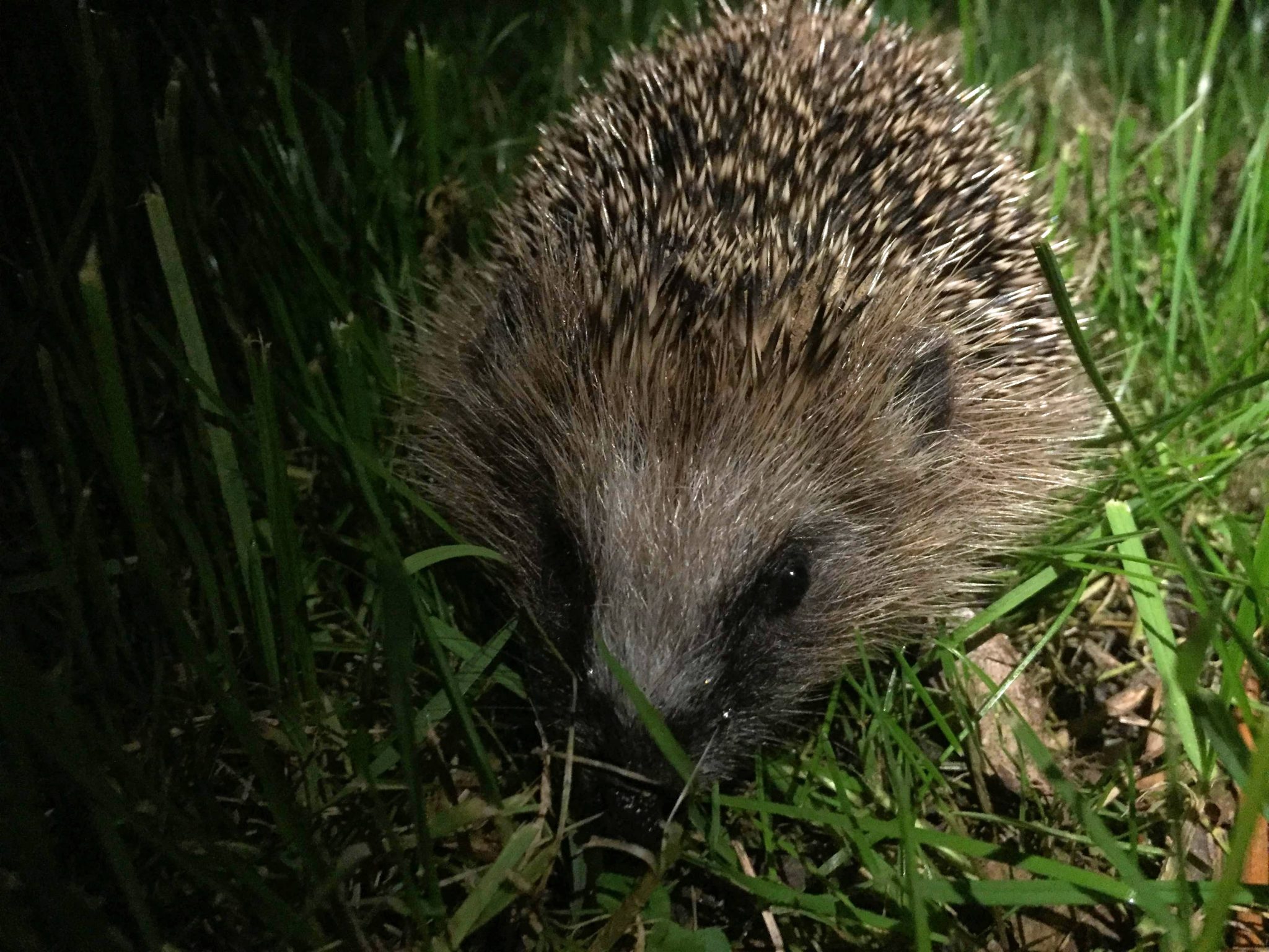 6 Bizarre facts about European Hedgehogs - Sightseeing Scientist