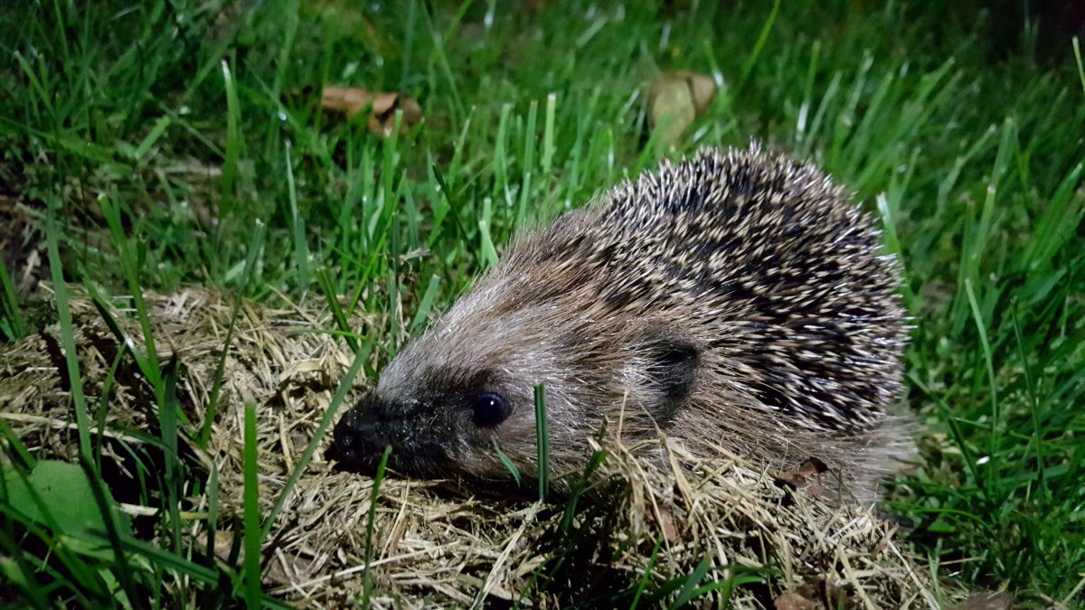 6 Bizarre facts about European Hedgehogs - Sightseeing Scientist